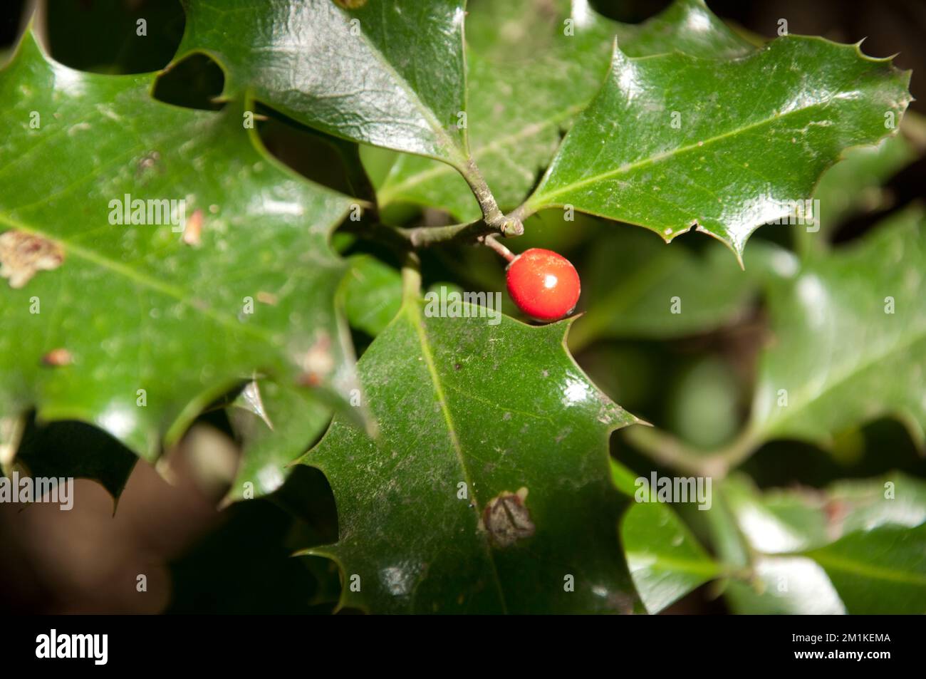Holly leaves with single berry, Queen's Wood, Highgate, London, UK ...