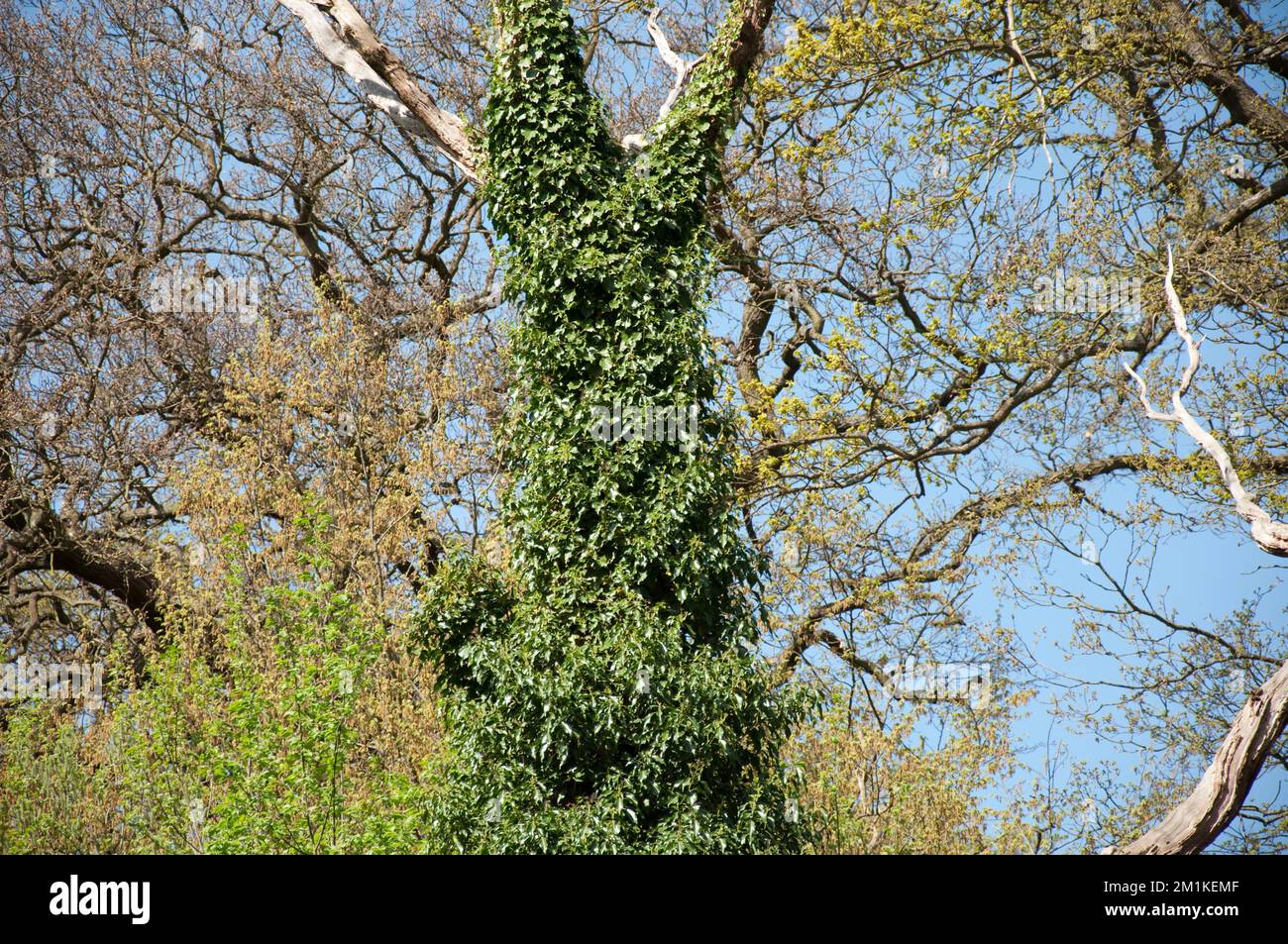Dead tree covered in ivy, Queen's Wood, Highgate, London, UK Stock ...