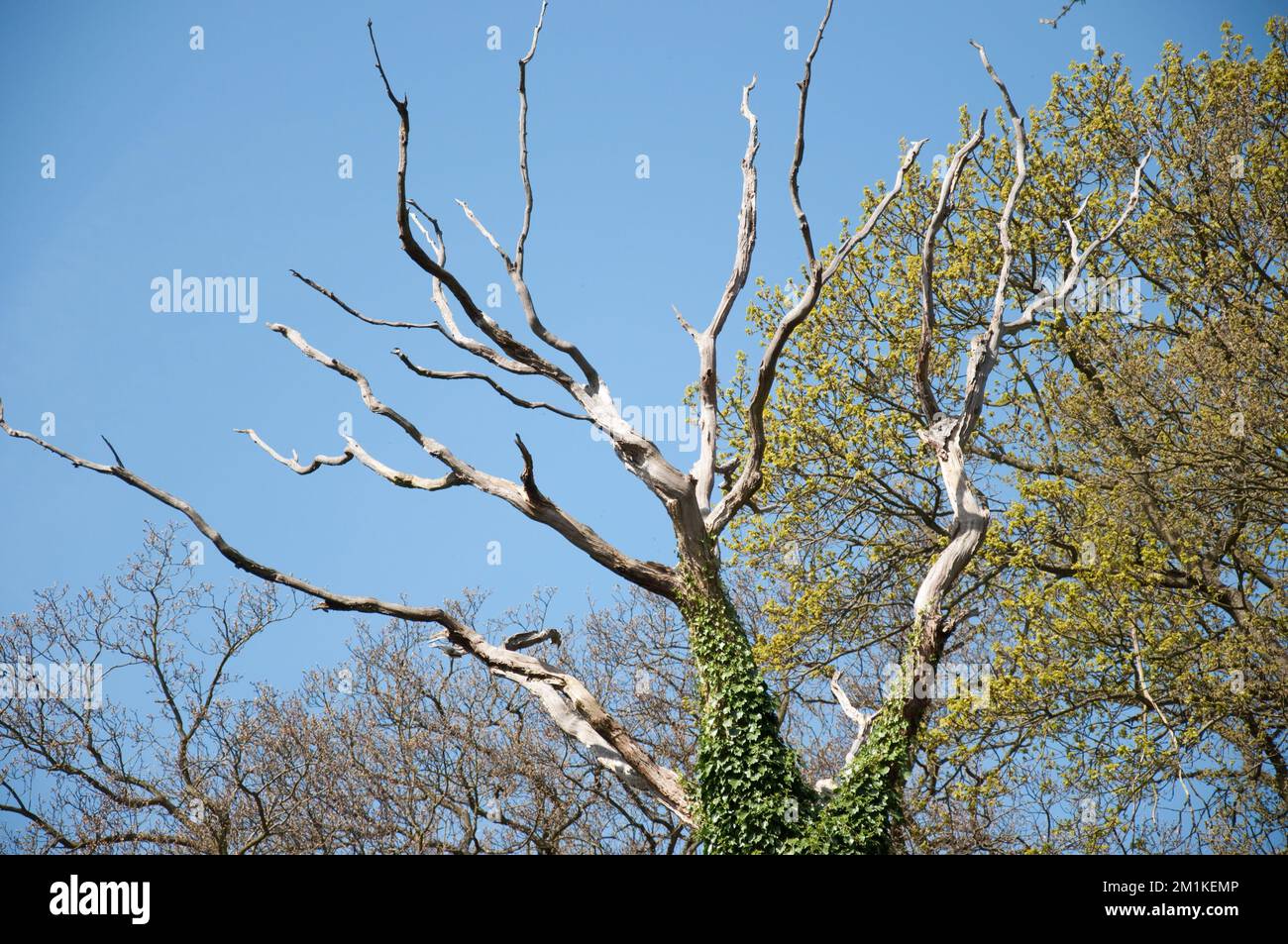 Dead tree covered in ivy hi-res stock photography and images - Alamy