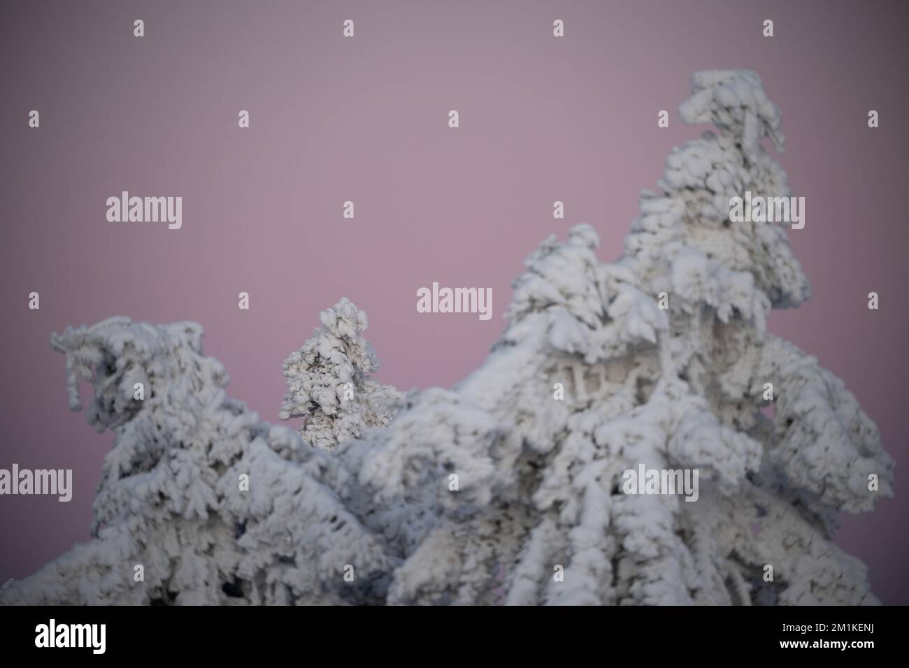 Schmitten, Germany. 13th Dec, 2022. Snow-covered trees stand on the ...