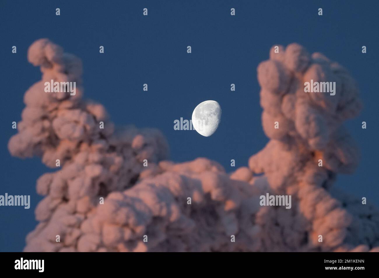 Schmitten, Germany. 13th Dec, 2022. The moon can be seen behind snow ...