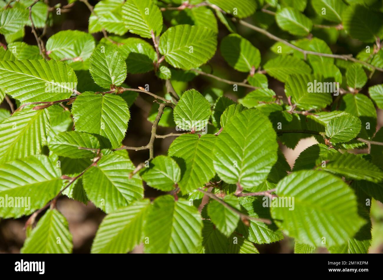 Hornbeam (Carpinus betulus), Queen's Wood, Highgate, London, UK ...