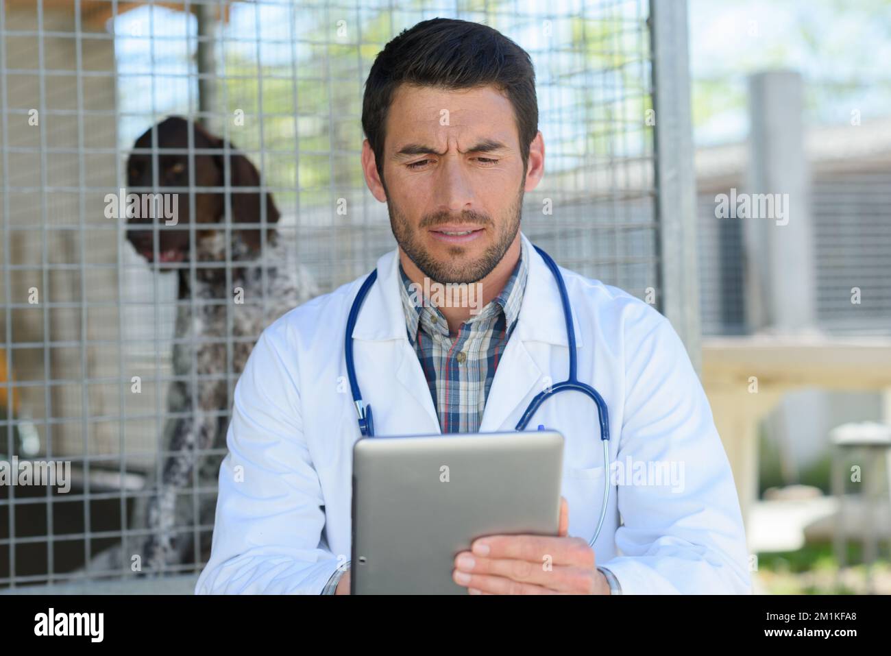 portrait of an animal doctor Stock Photo - Alamy