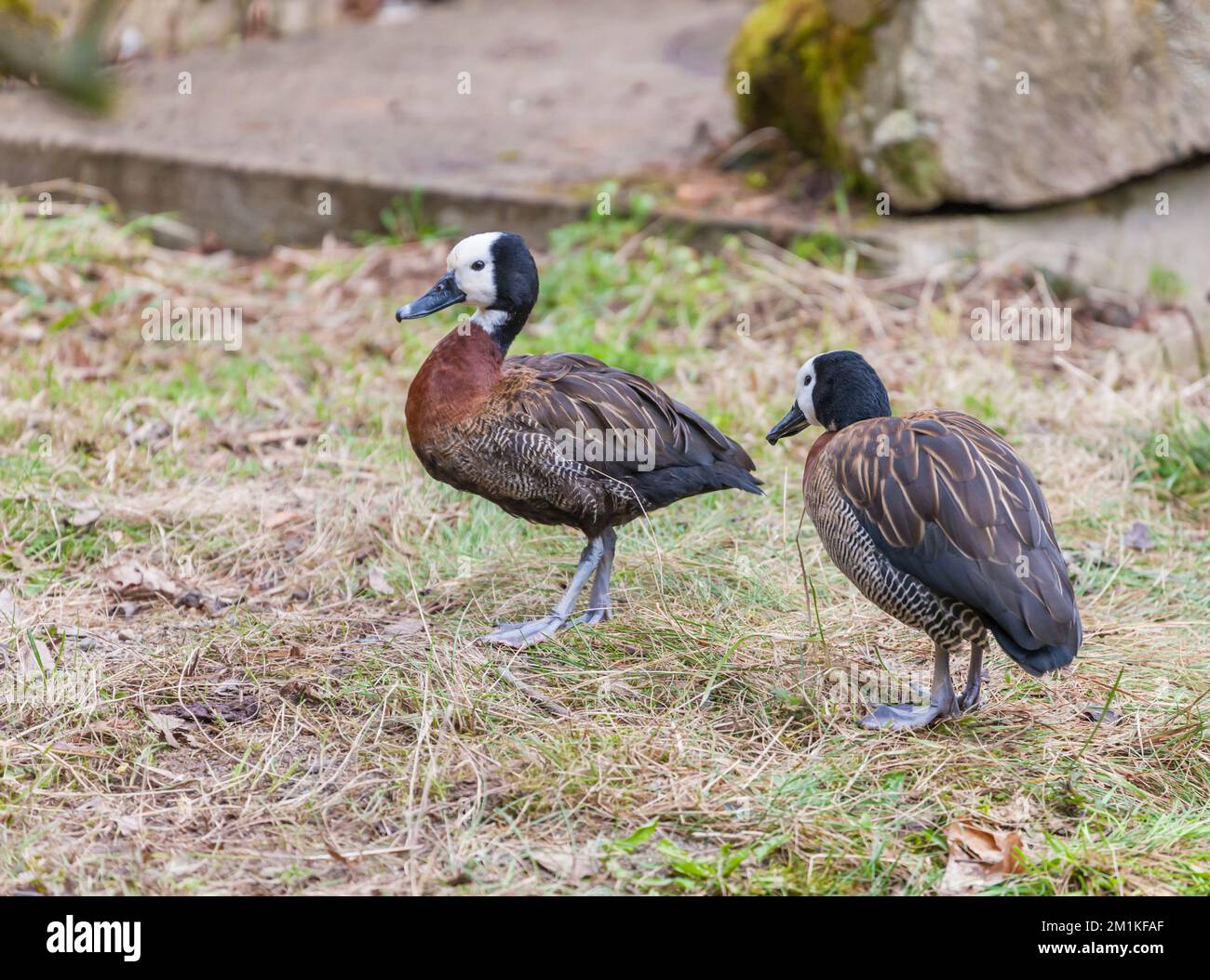 two duck in Jihlava ZOO, Czech Republic Stock Photo - Alamy