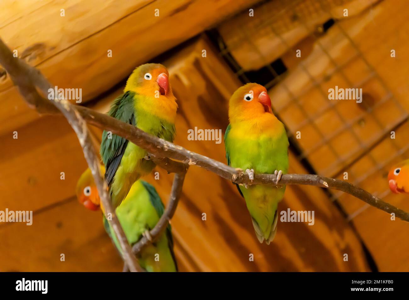 Parrots inside the aviary hi-res stock photography and images - Alamy