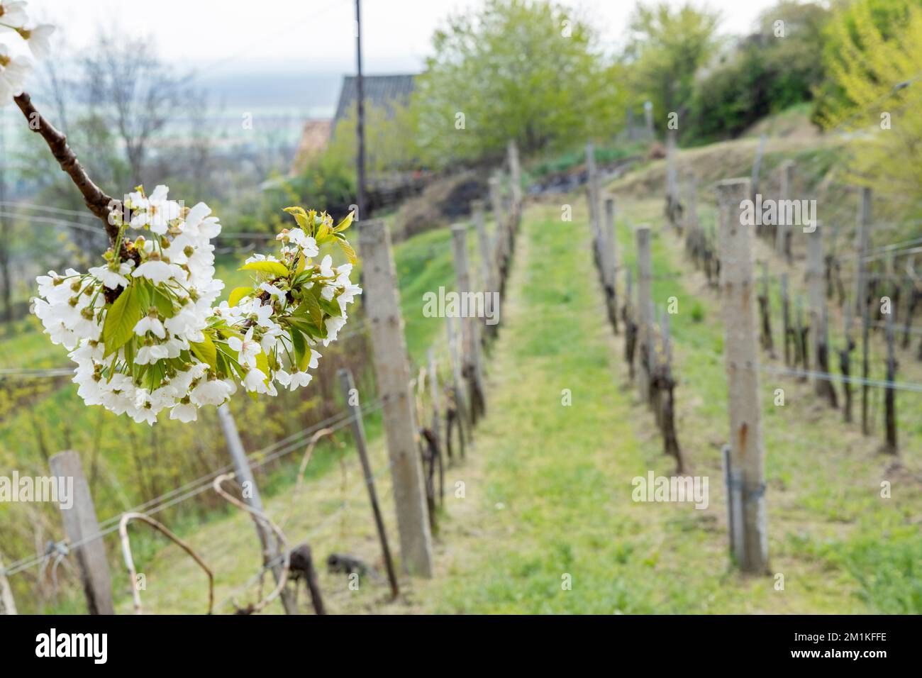 spring landscape with vineyrd in Szekszard region, Hungary Stock Photo ...
