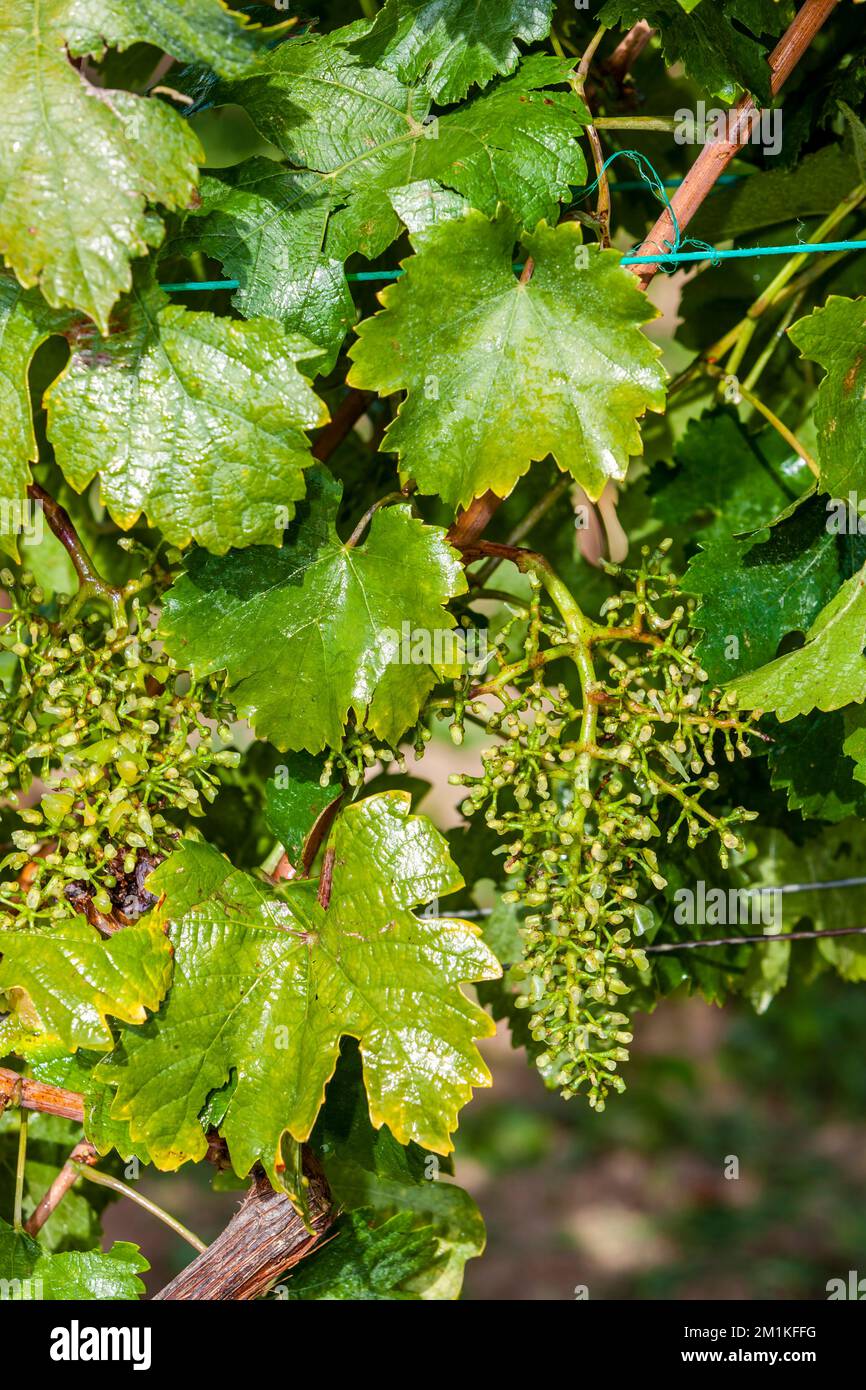 grapes after harvesting, Lower Austria Stock Photo - Alamy