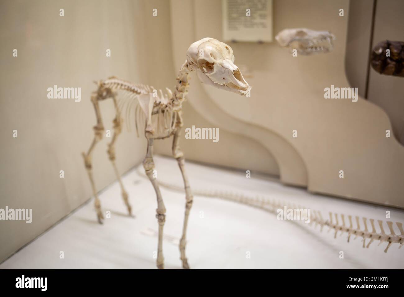 20.11. 2022, Moscow, Russia, Yu.A. Orlov Paleontological Museum ...