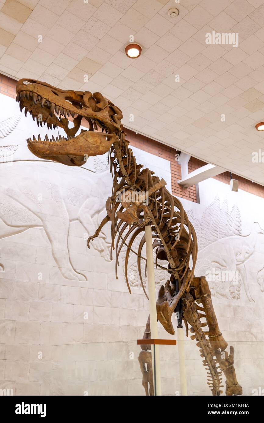 20.11. 2022, Moscow, Russia, Yu.A. Orlov Paleontological Museum ...