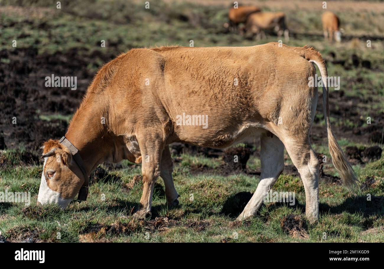 Profile view brown color hi-res stock photography and images - Alamy