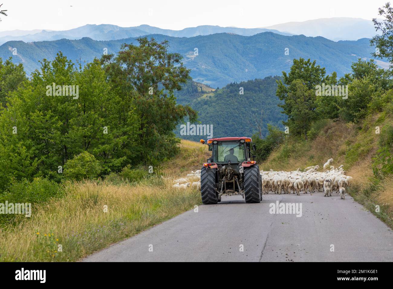 road blocked by herd of sheep, Marche, Italy Stock Photo - Alamy