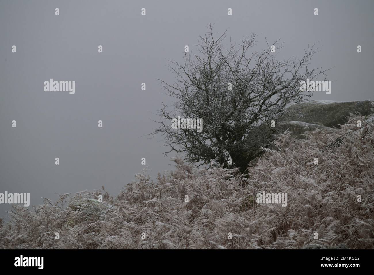 Hawthorn in the freezing fog at Bonehill Rocks, Dartmoor, Devon, United ...