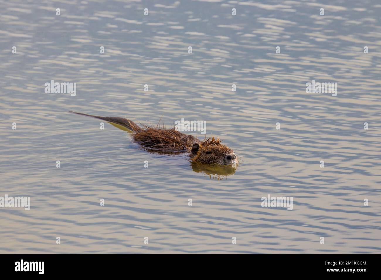 nutria swimming in water,Tuscany, Italy Stock Photo - Alamy