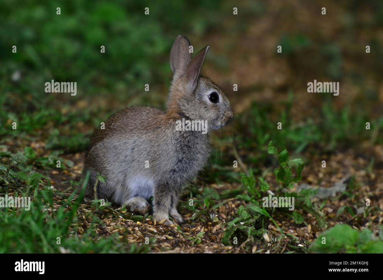 Image rabbit hi-res stock photography and images - Alamy