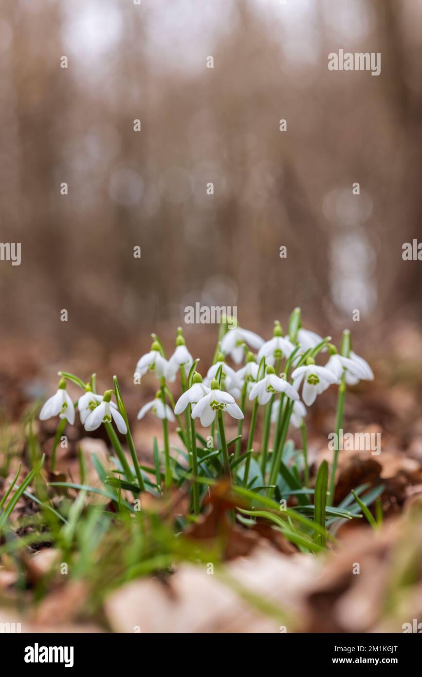 Snowdrops, Podyji, Southern Moravia, Czech Republic Stock Photo - Alamy