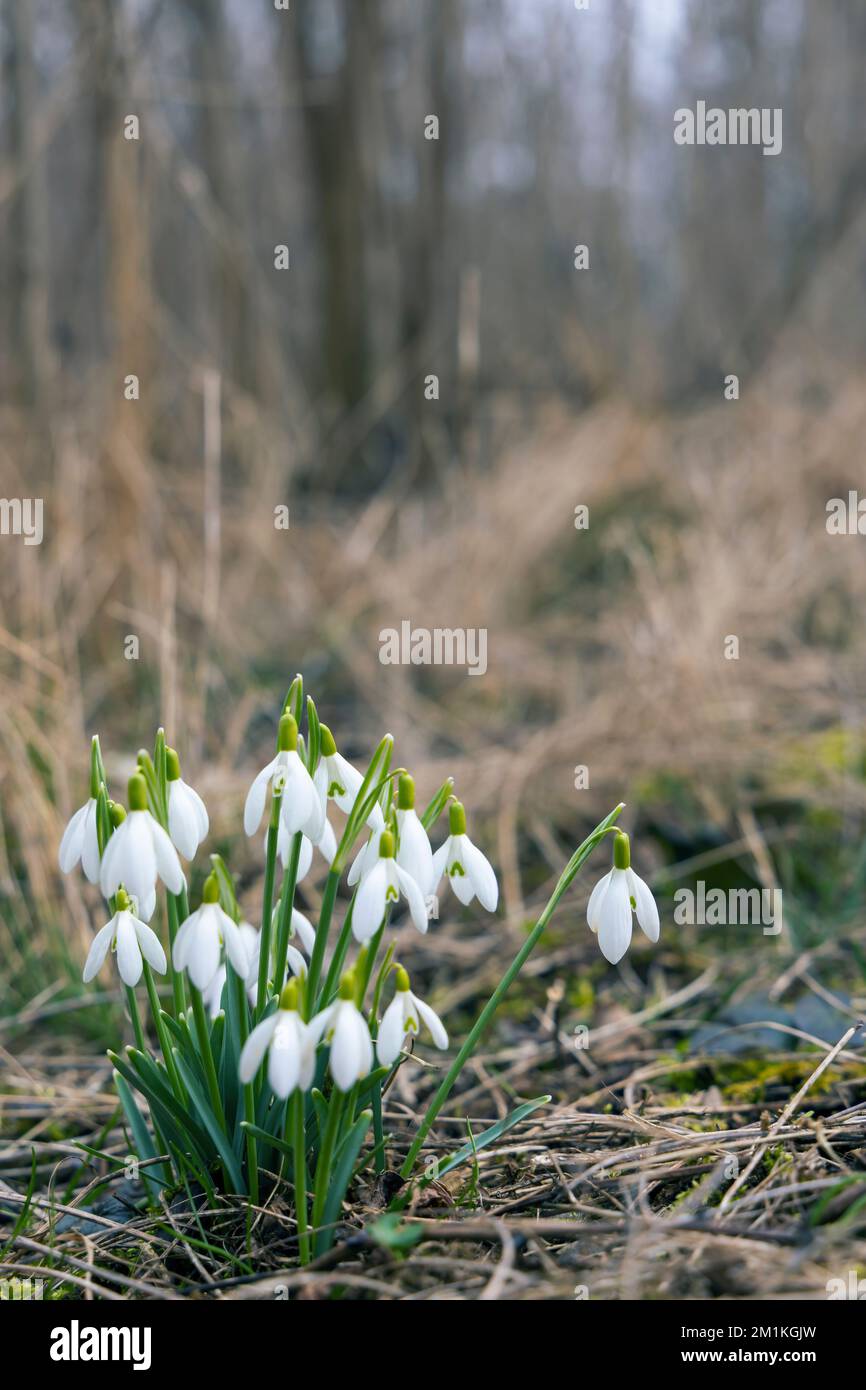 Snowdrops, Podyji, Southern Moravia, Czech Republic Stock Photo - Alamy