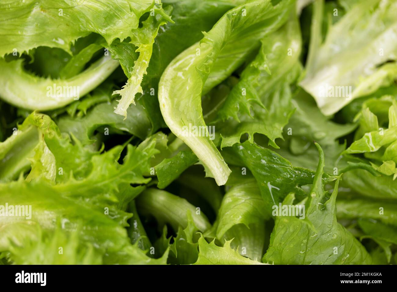 lettuce, produced from organic farming Stock Photo - Alamy