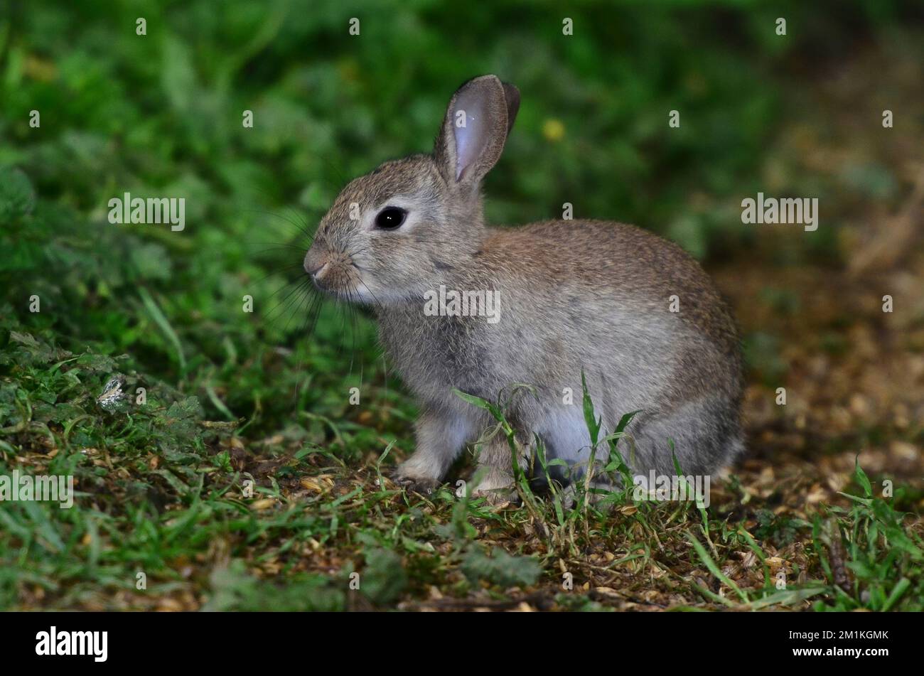 Oryctloagus cuniculus hi-res stock photography and images - Alamy
