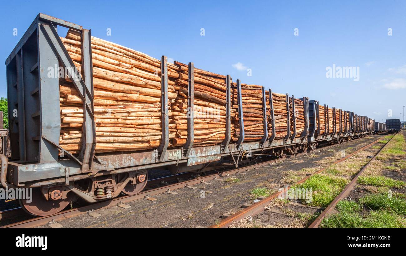 Train wood poles stacked in transport logging trailers closeup holding ...
