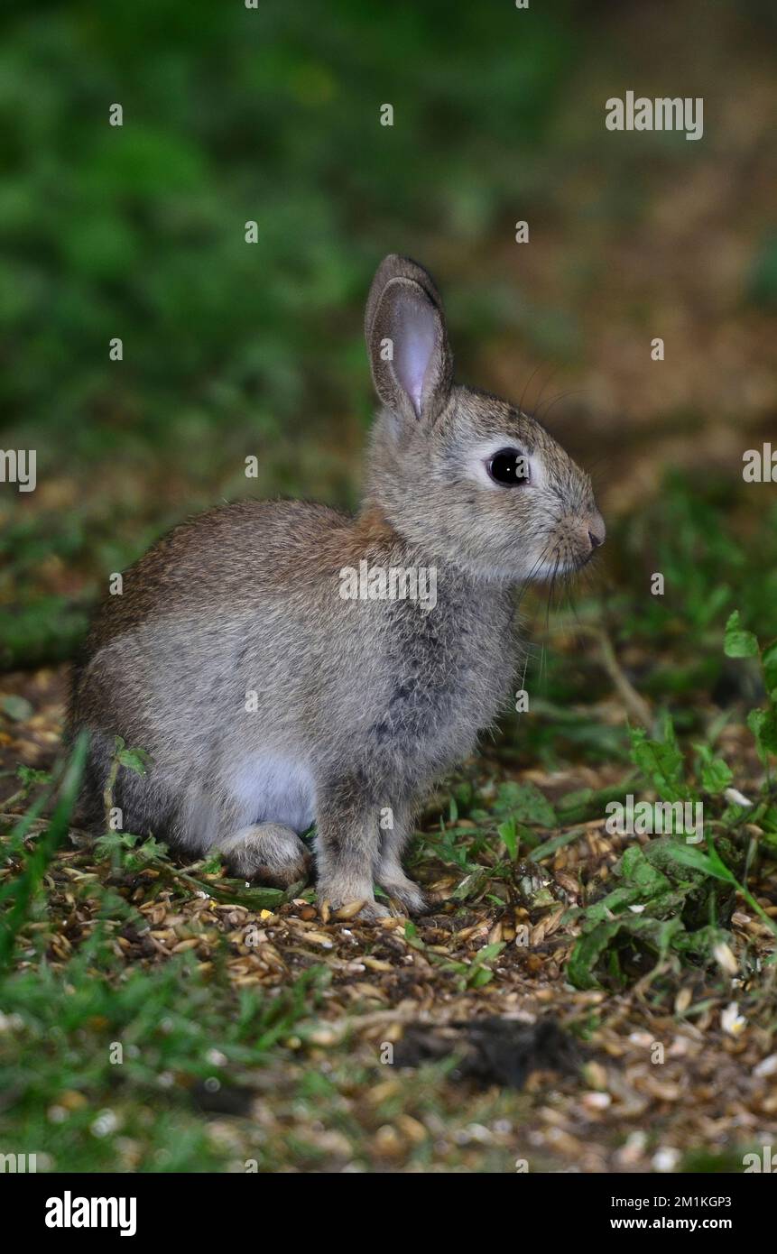 Oryctloagus cuniculus hi-res stock photography and images - Alamy
