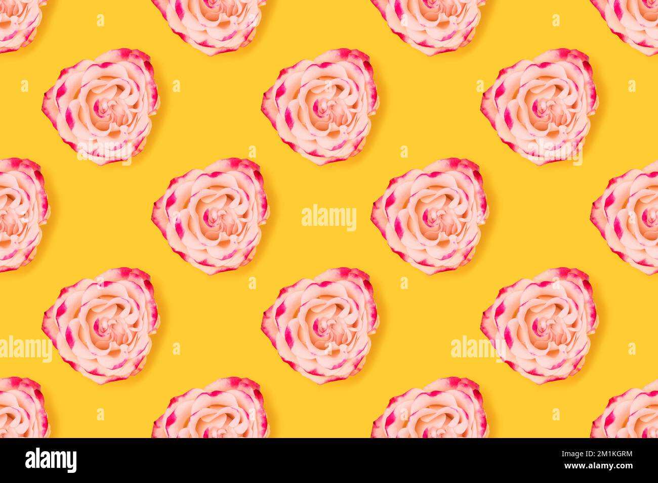 Repetitive pattern made of pink rose flower on a yellow background ...