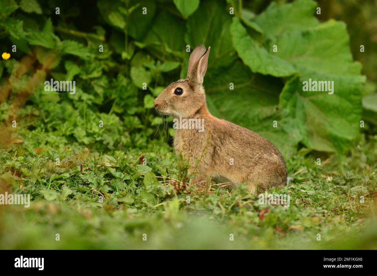 Oryctloagus cuniculus hi-res stock photography and images - Alamy