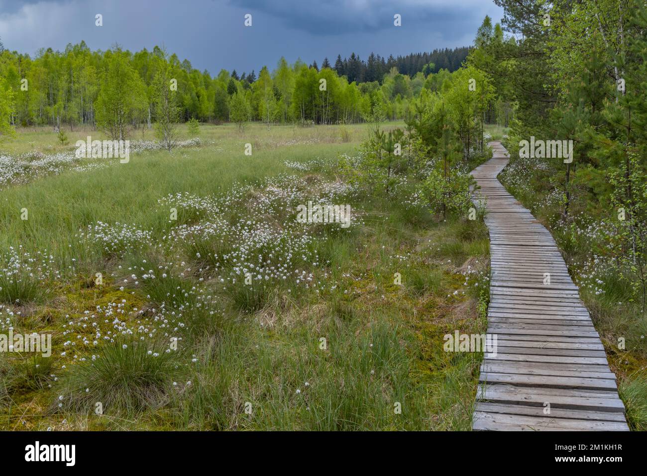 Soumarske raseliniste hi-res stock photography and images - Alamy