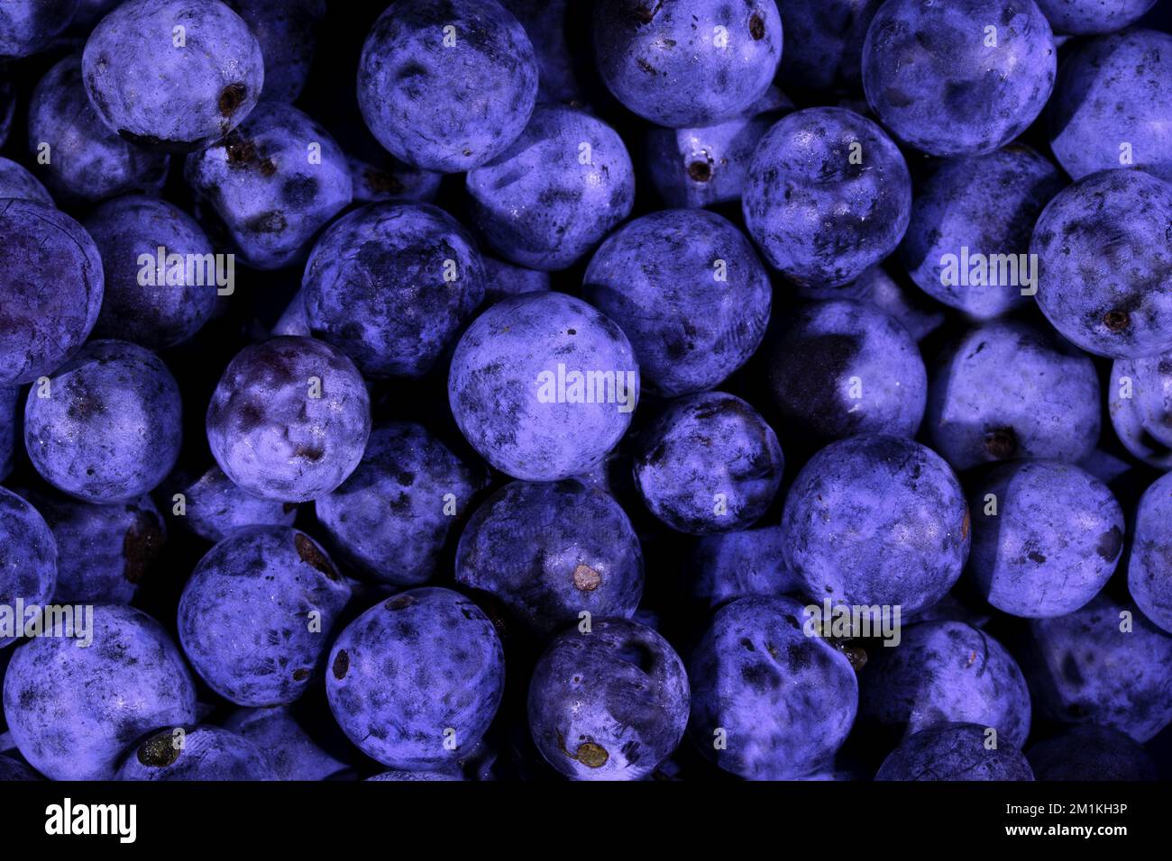 blueberries from organic cultivation Stock Photo - Alamy