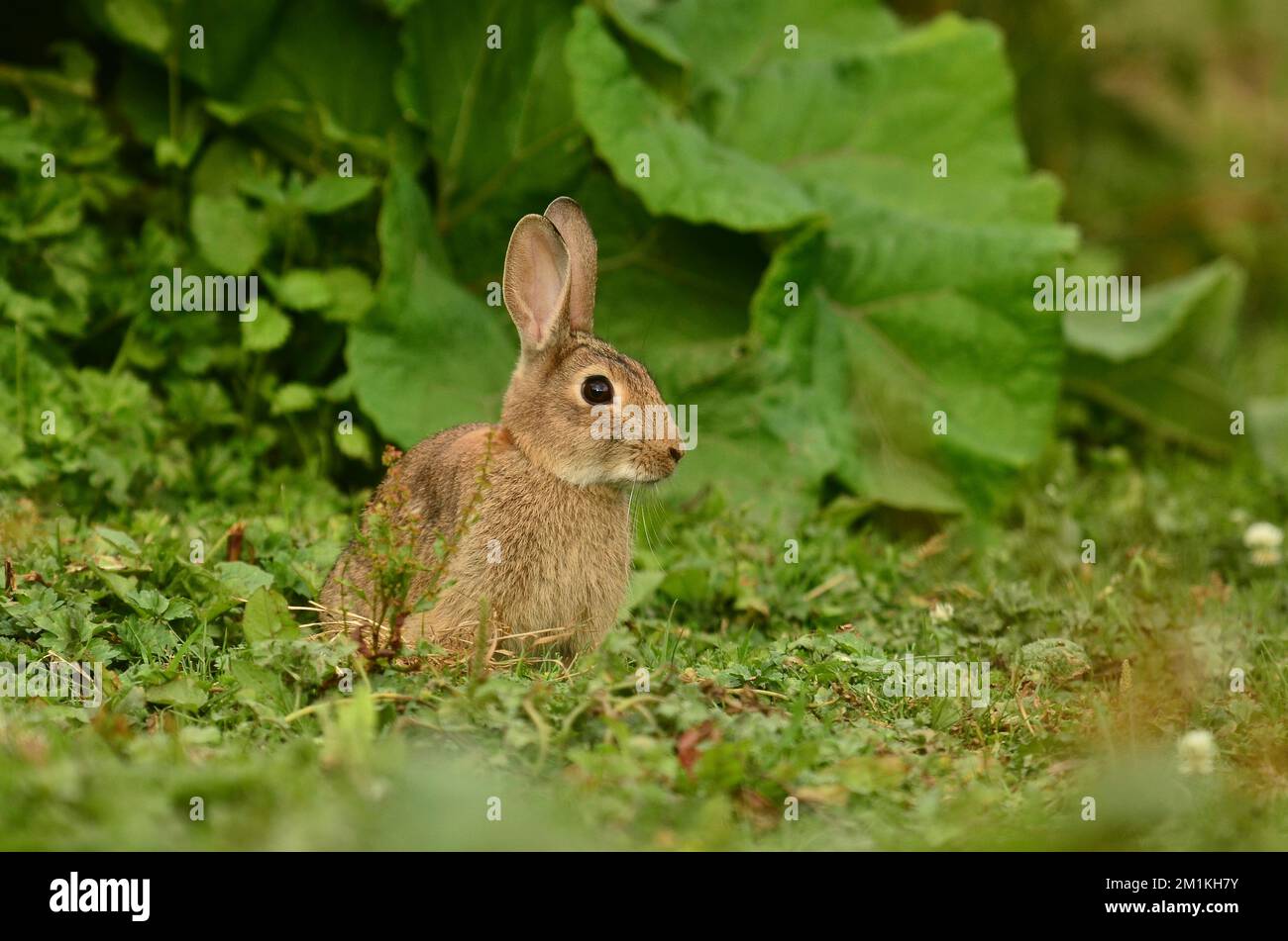 Oryctloagus cuniculus hi-res stock photography and images - Alamy
