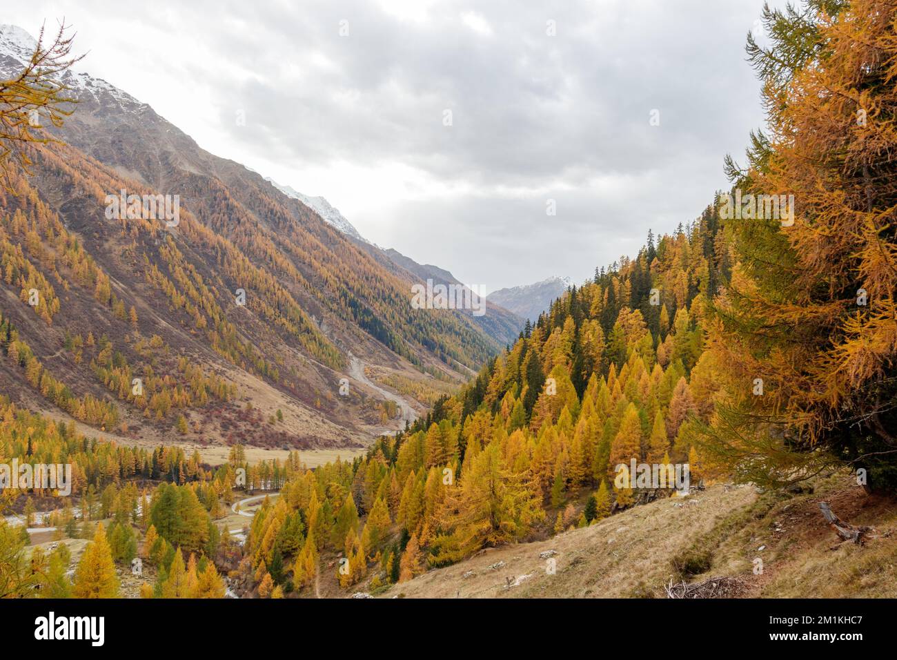 Larch forest in autumn or fall viewing through a valley loetschental in ...