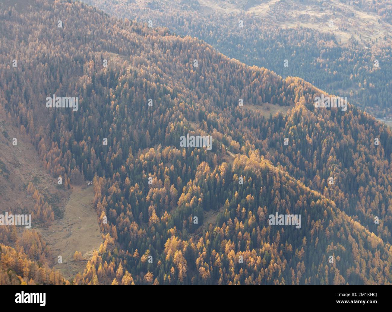 Orange Yellow Autumn Larch trees forest with mountains. Autumn or Fall ...