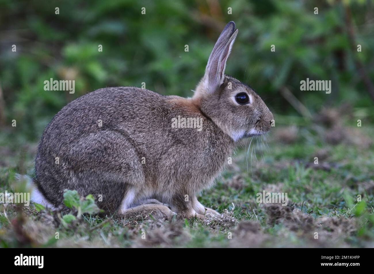 Oryctloagus cuniculus hi-res stock photography and images - Alamy