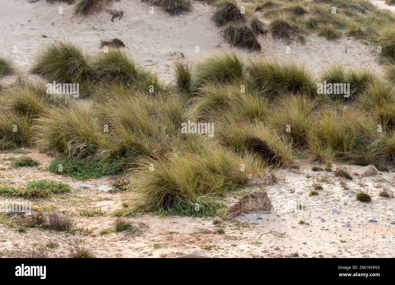 Grass on dunes at cala mesquida beach in mallorca in spring, spain ...