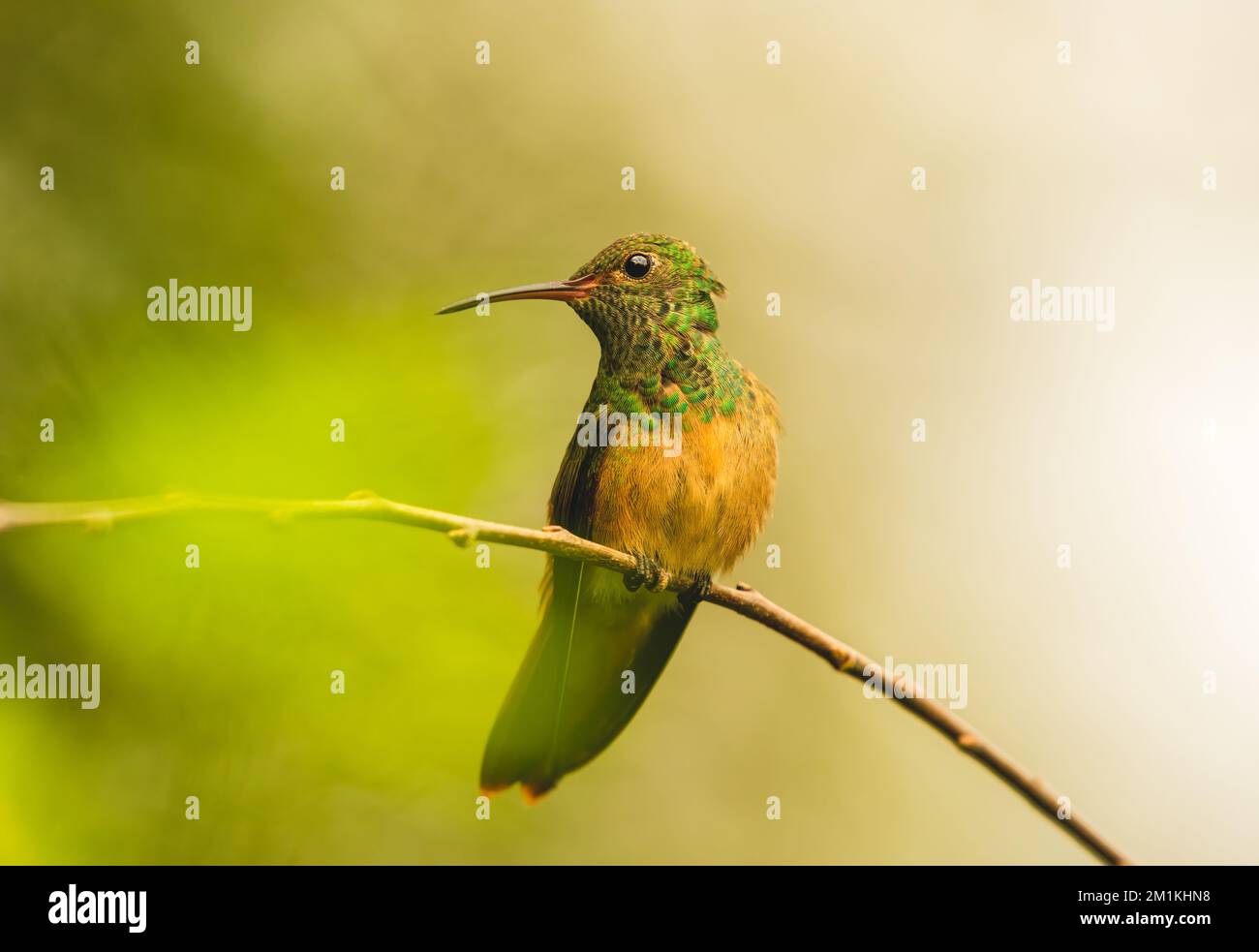 A closeup shot of a beautiful Broad-billed Hummingbird perched on a ...