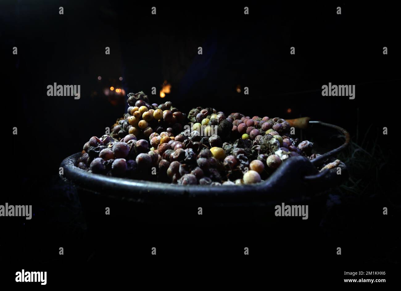 13 December 2022, Bavaria, Würzburg: A bucket of freshly harvested ...