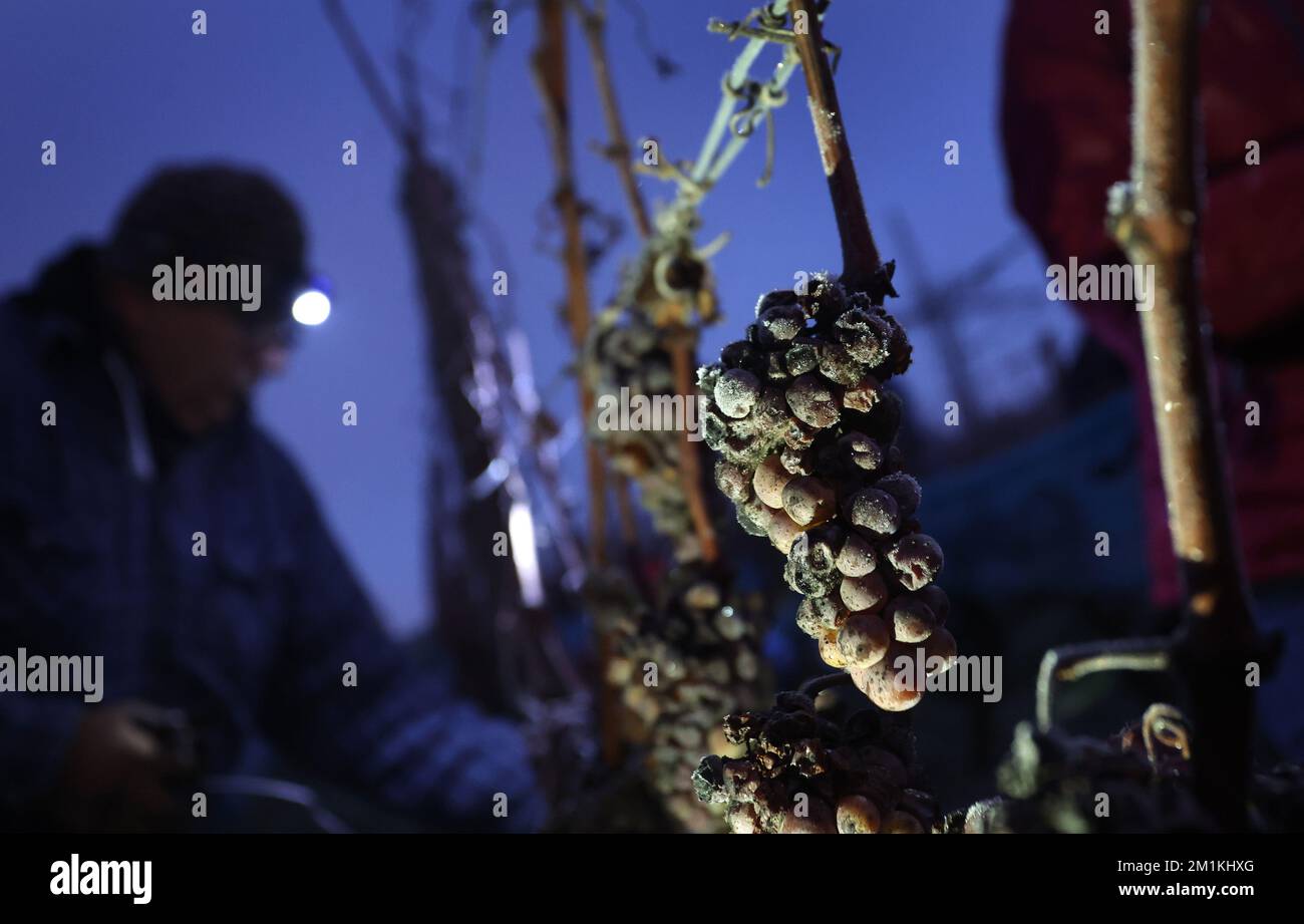 13 December 2022, Bavaria, Würzburg: A harvester harvests frozen grapes ...