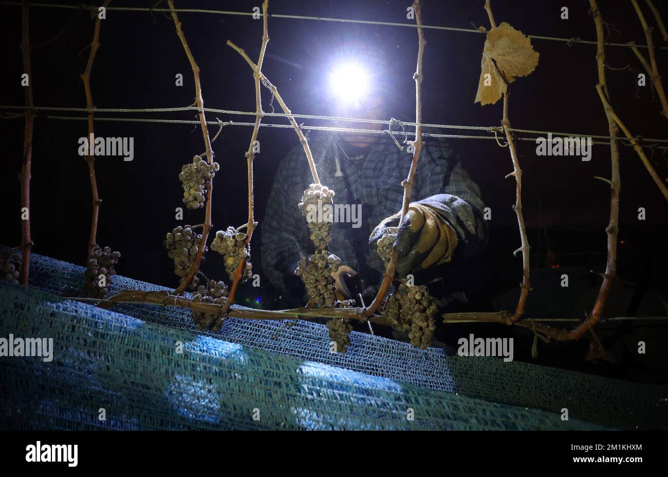 13 December 2022, Bavaria, Würzburg: A harvester harvests frozen grapes ...