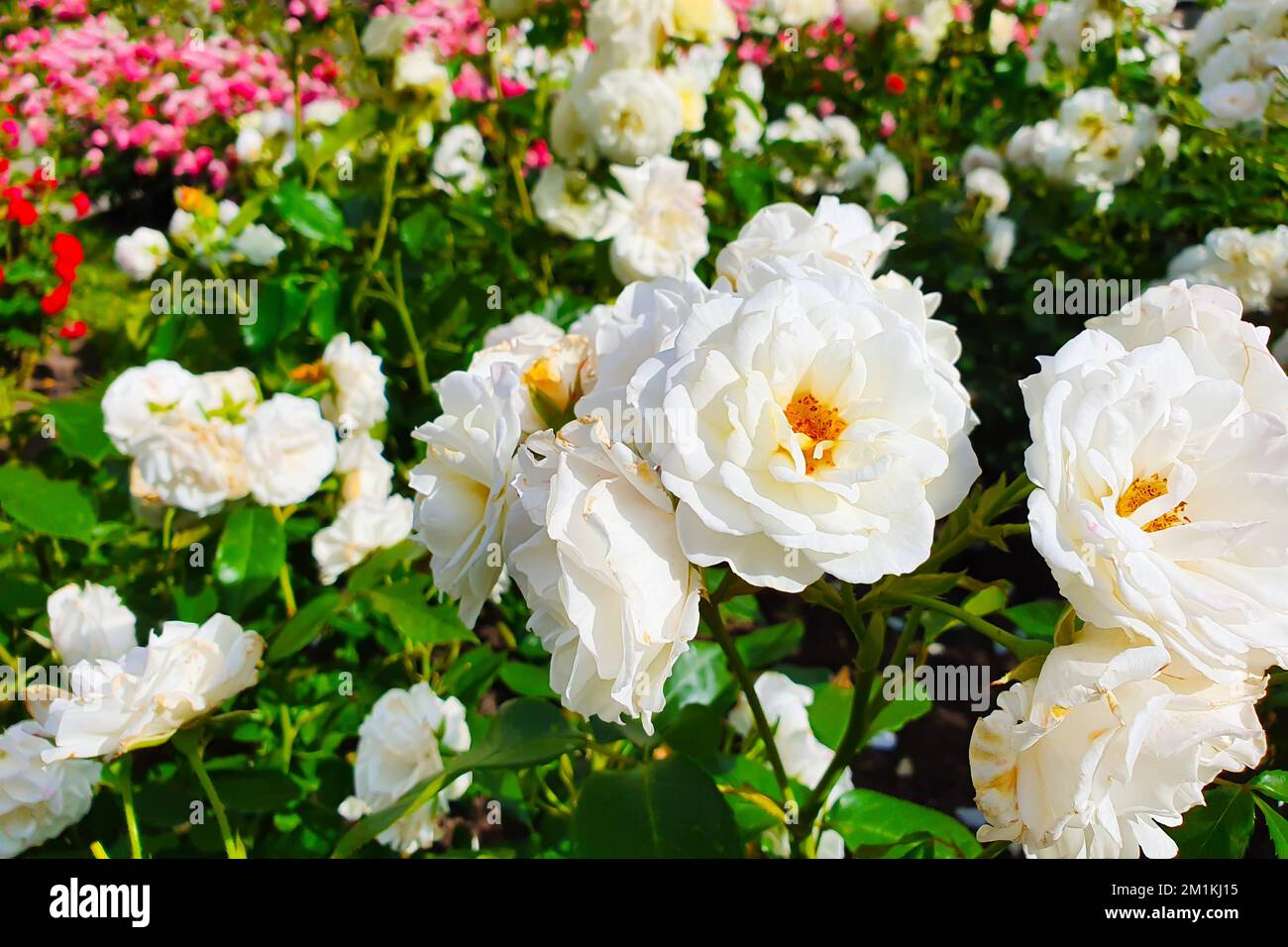 Spray white garden rose a lot. Flower bush. Plantation of peony garden ...