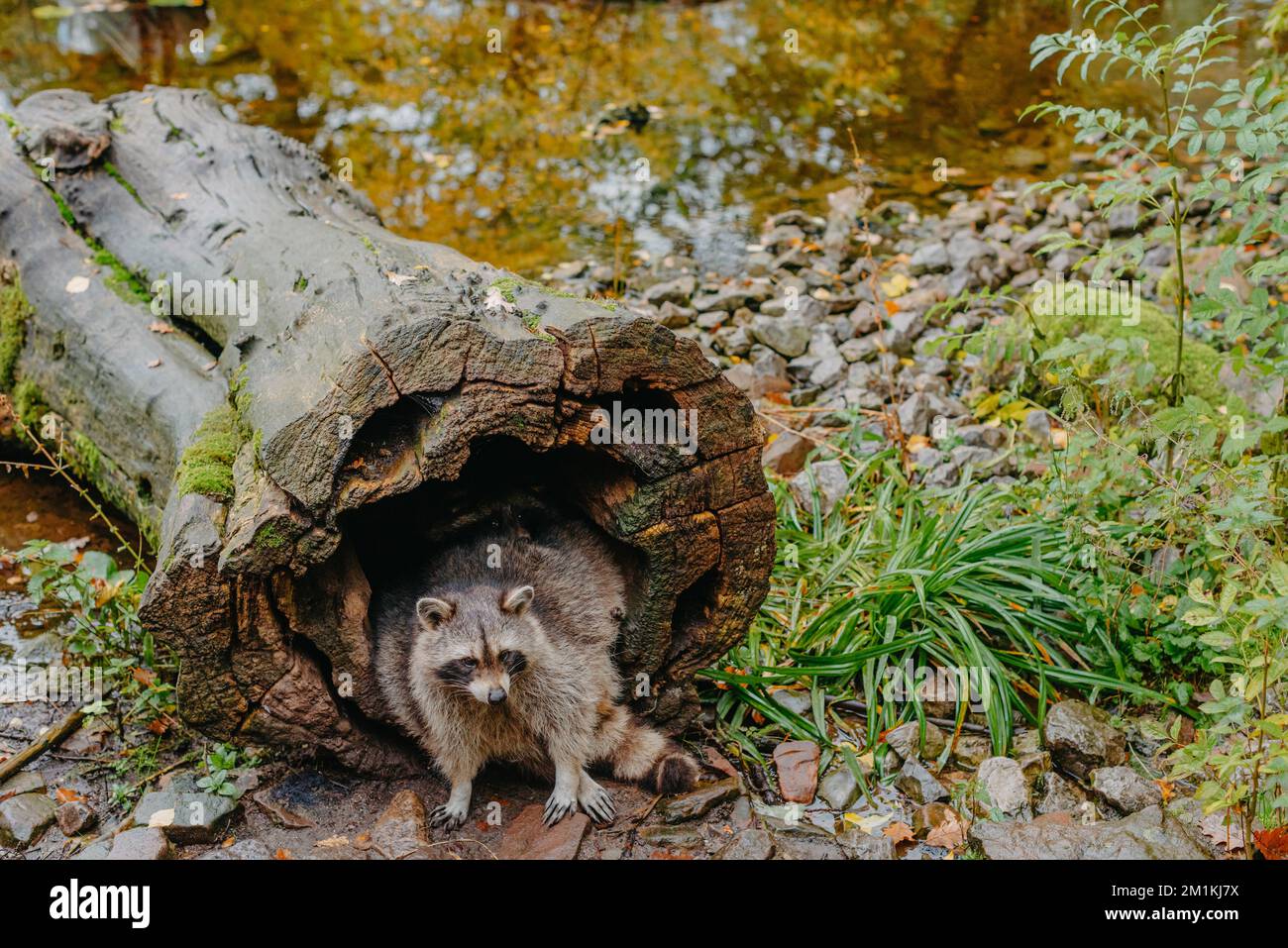 Gorgeous raccoon cute peeks out of a hollow in the bark of a large tree ...