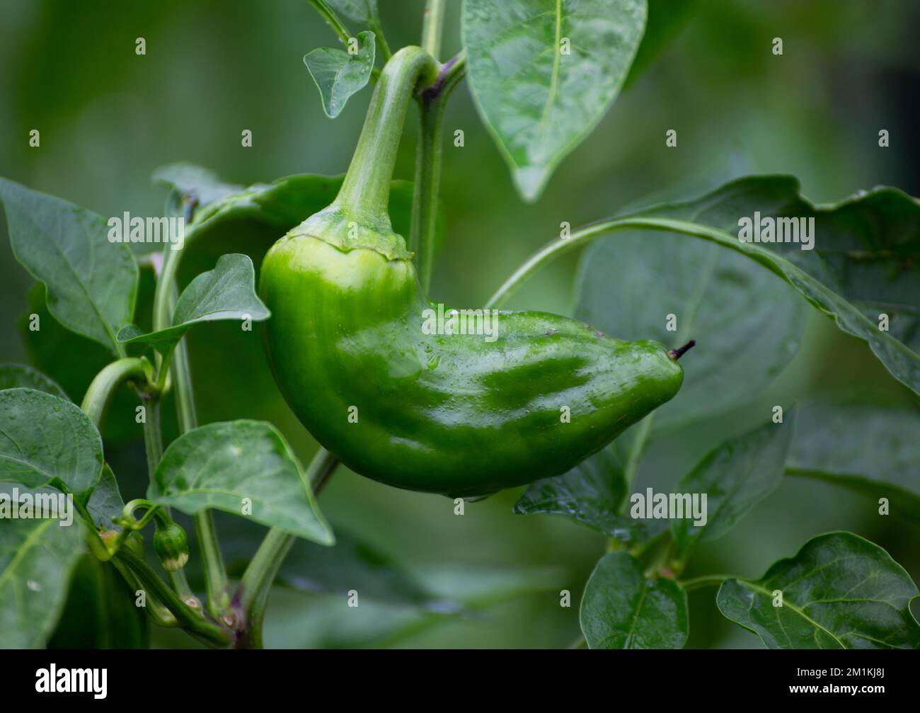 Pepper, produced from organic cultivation Stock Photo - Alamy