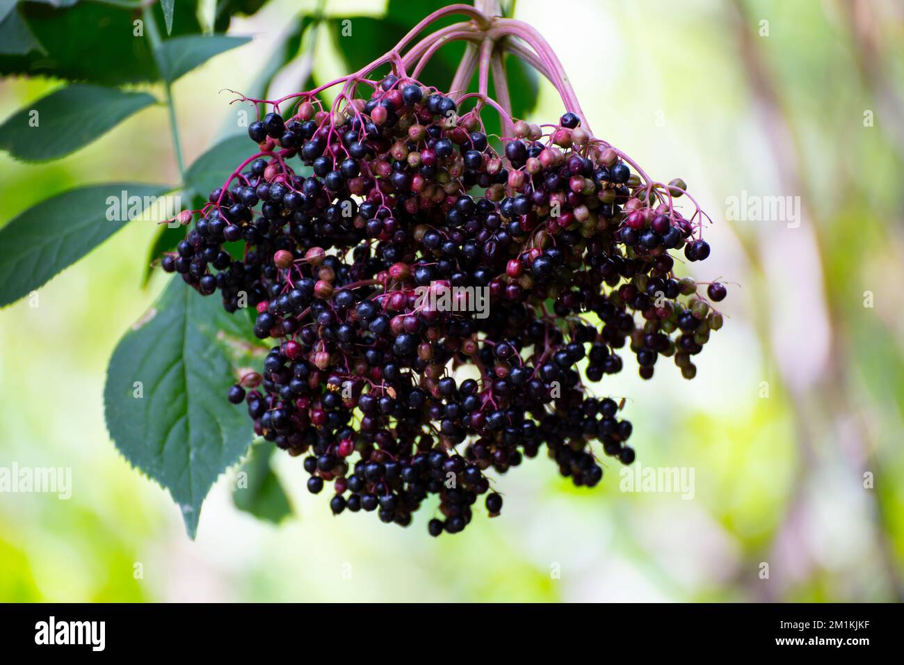 the fruits of the elderberry plant Stock Photo - Alamy