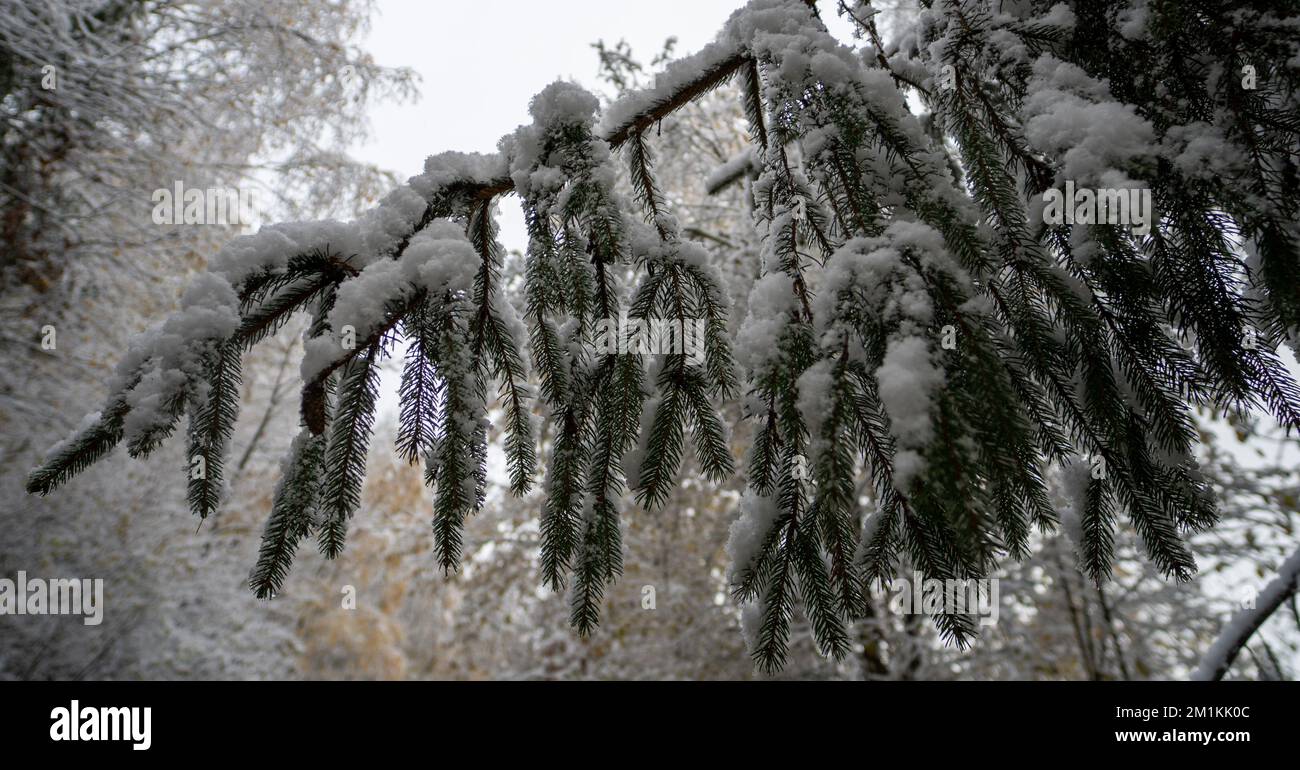 Ice covered acorn hi-res stock photography and images - Alamy