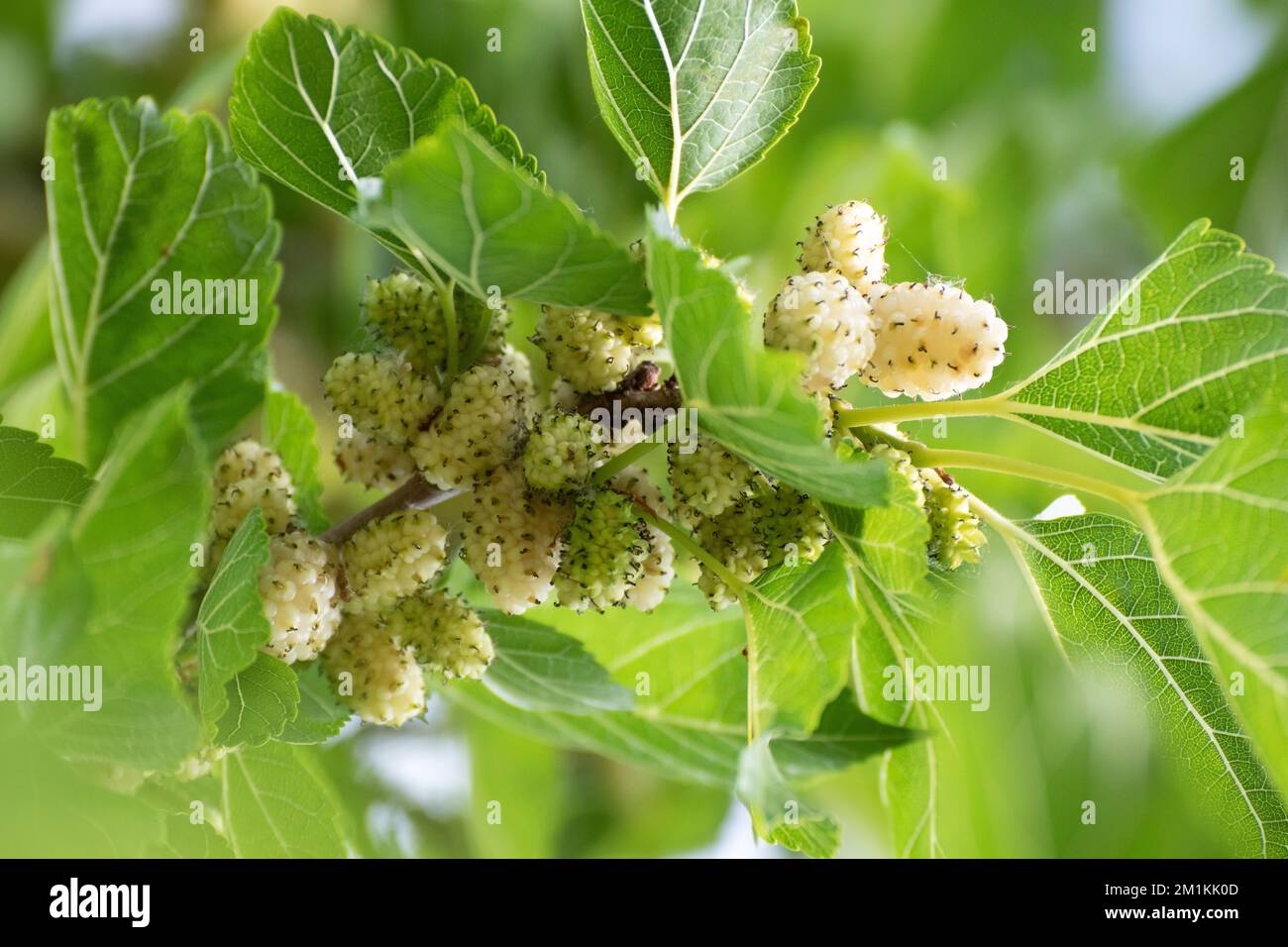 Mulberry harvest many fresh hi-res stock photography and images - Alamy