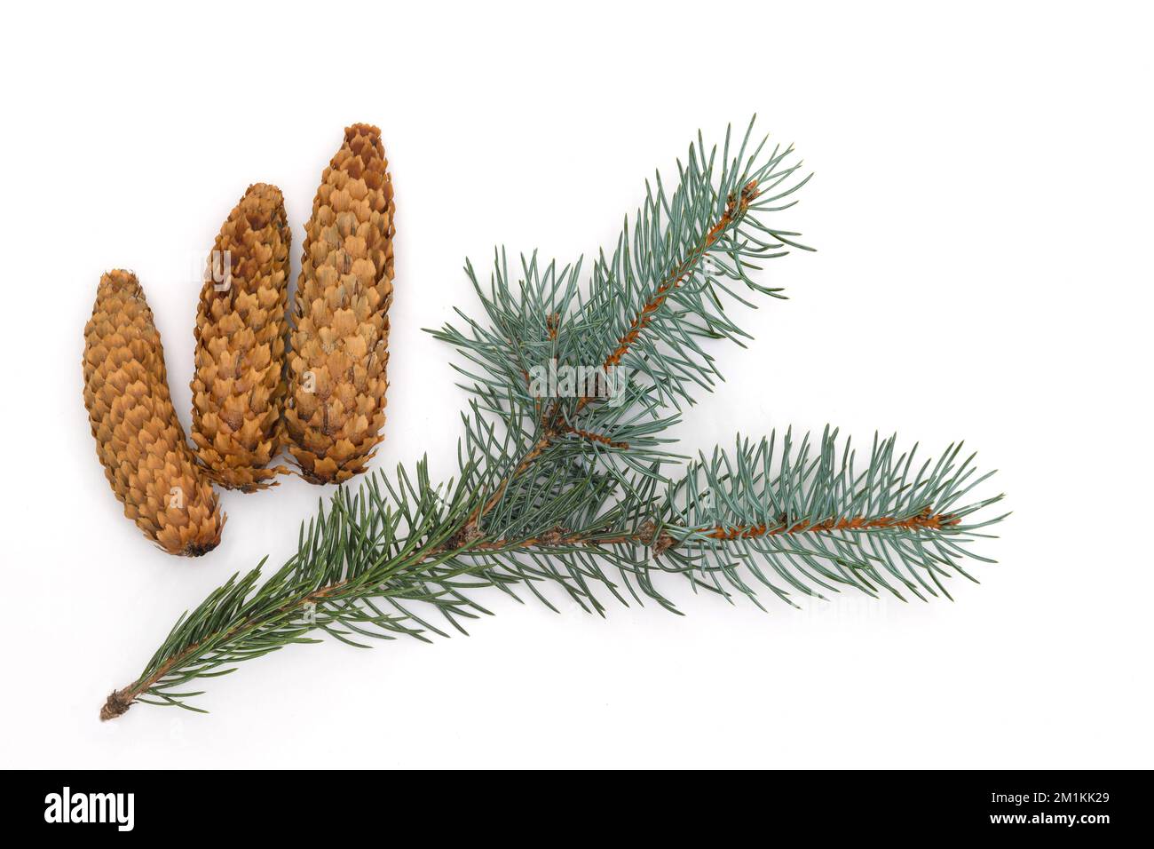 Watercolor fir tree branch Cut Out Stock Images & Pictures - Alamy