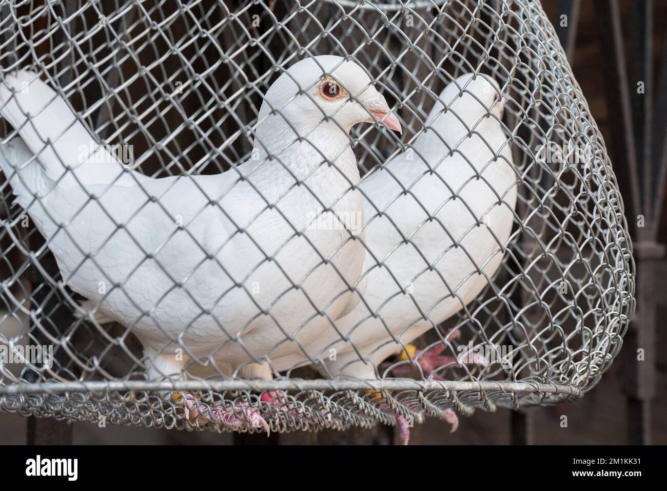 White pigeons in a cage Stock Photo - Alamy