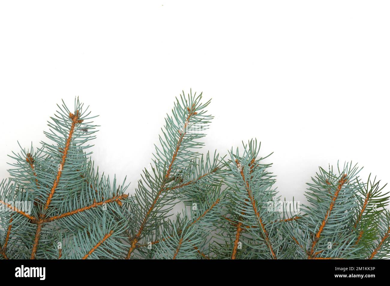Christmas tree branches border over white Stock Photo - Alamy