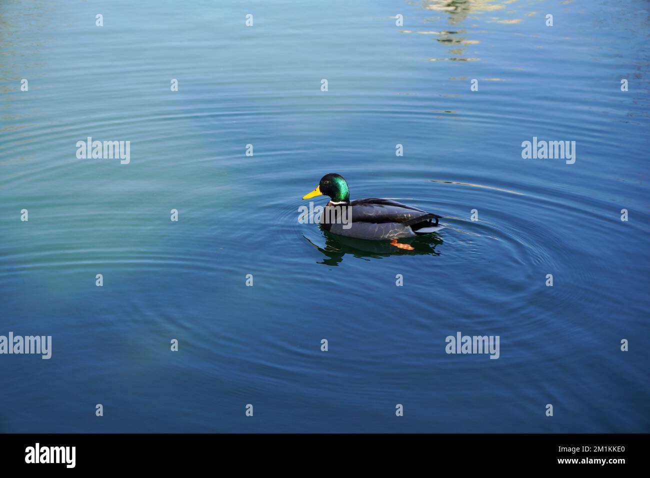 I am shooting the wild ducks swimming in the quiet lake in the early ...