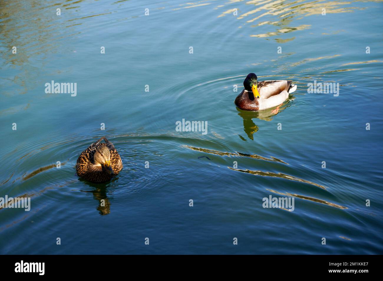I am shooting the wild ducks swimming in the quiet lake in the early ...