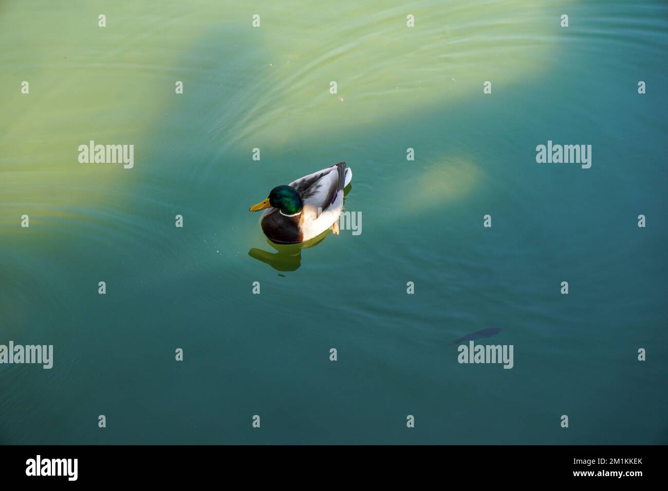 I am shooting the wild ducks swimming in the quiet lake in the early ...