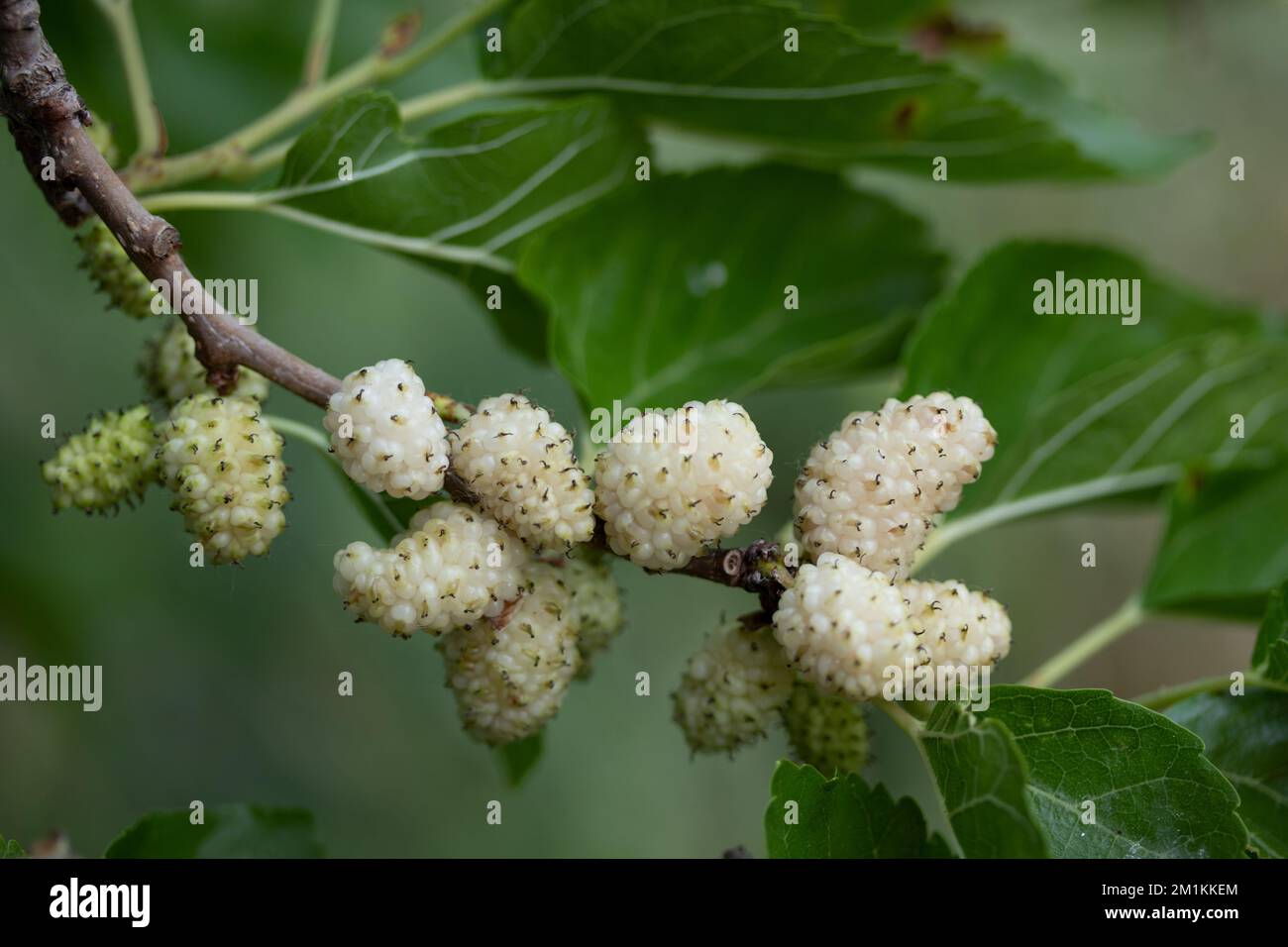 Mulberry fruit hi-res stock photography and images - Alamy